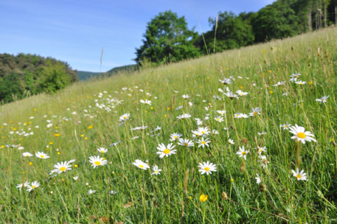 9 La Truche – Chablais Vol Libre